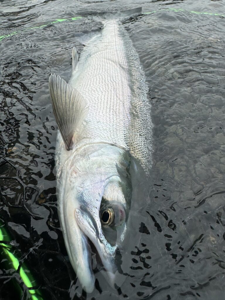 Sockeye Salmon Fishing on the Kenai & Kasilof Rivers | RiverRise